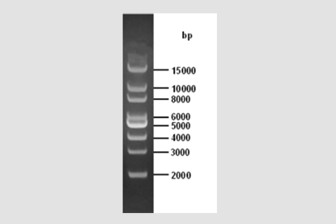 Supercoiled DNA Ladder,Supercoiled DNA Ladder 由8种长度在2000 bp至15000 bp的超 ...