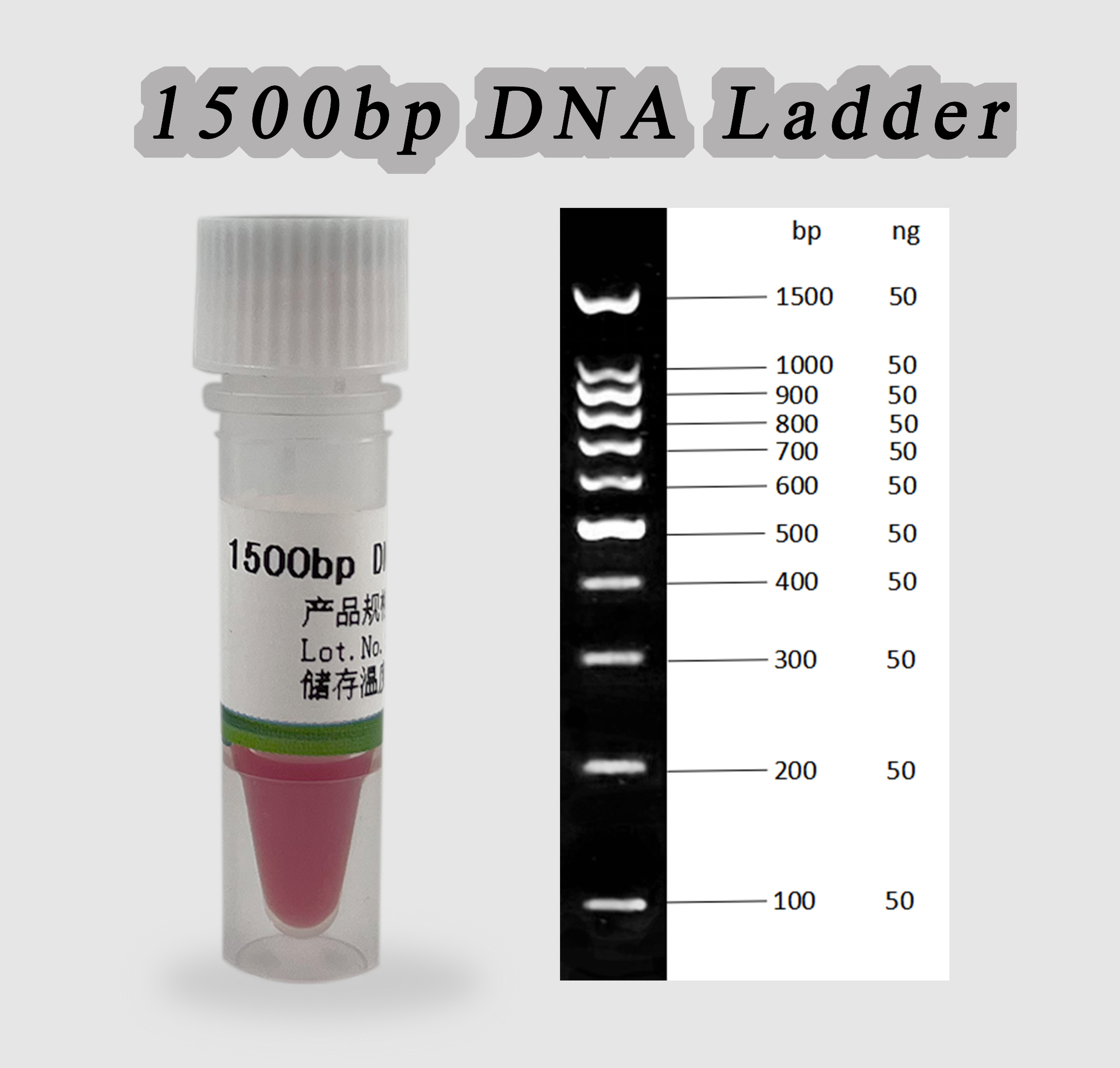 1500 bp DNA Ladder,1500 bp DNA Ladder由11种长度在100 bp至1,500 bp的DNA片段组成，溶解于 ...
