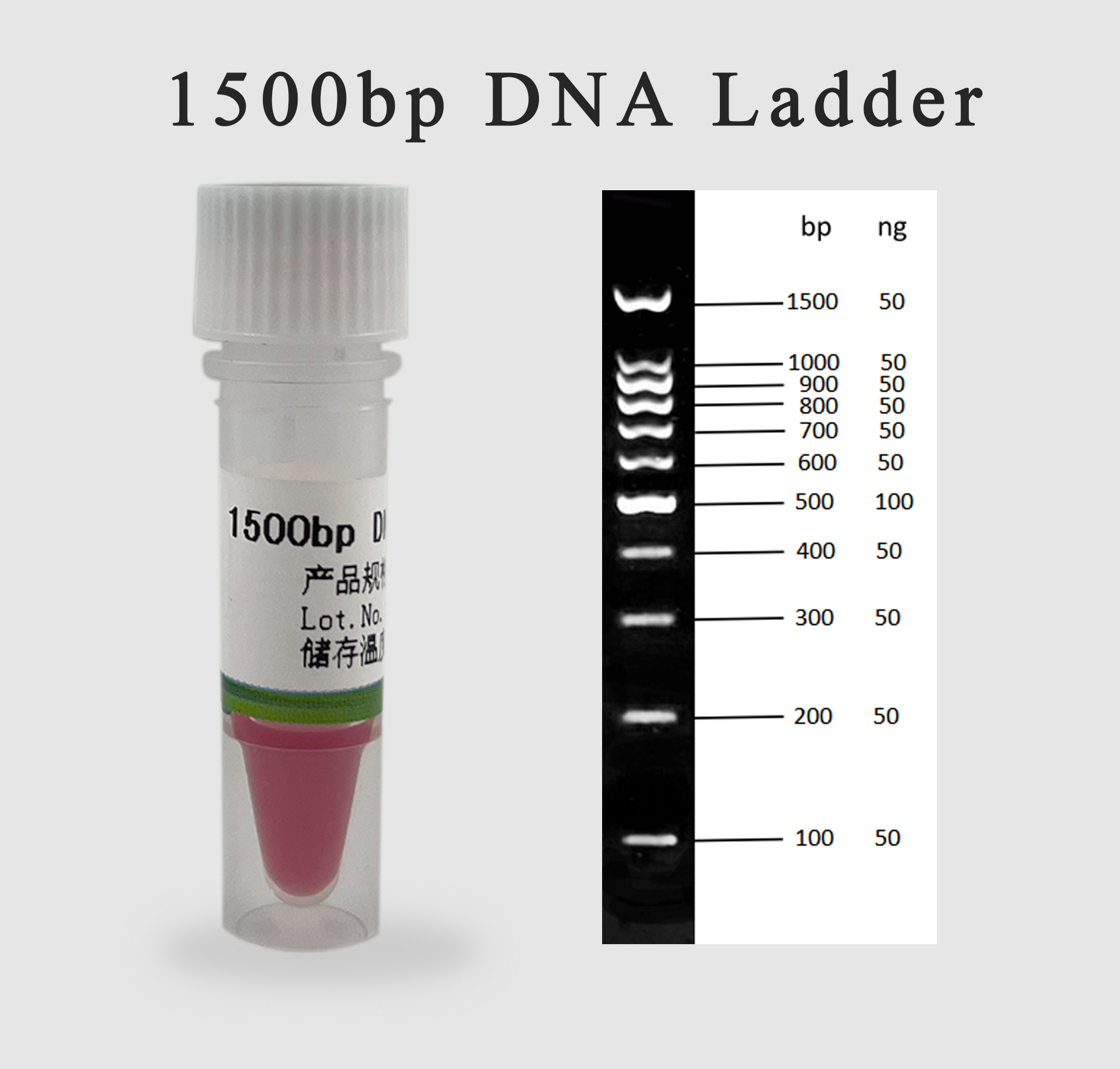 1500bp DNA Ladder（100 bp至1,500 bp）,1500 bp DNA Ladder由11种长度在100 bp至 ...
