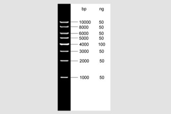 1 kb Ladder DNA Marker,杭州新景生物试剂开发有限公司,核酸纯化专家,Simgen