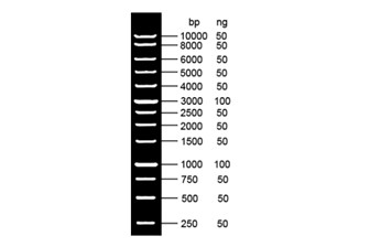 1kb plus DNA Ladder的应用实验案例技术文章集杭州新景生物试剂开发有限公司,核酸纯化专家,Simgen