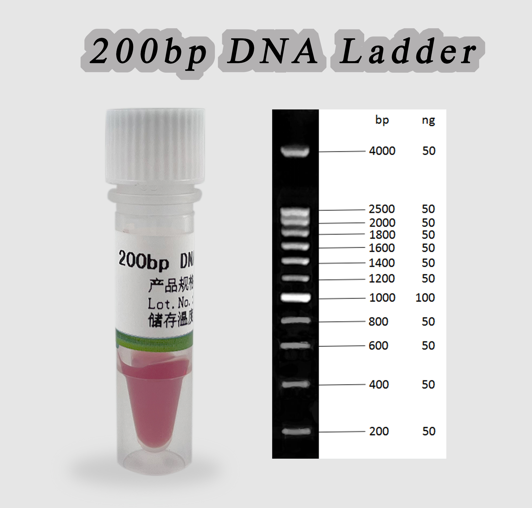 200bp DNA Ladder,由12种长度在200 bp至4,000 bp的DNA片段组成，溶解于1×Loading Buffer中，使用 ...