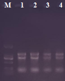 Simzol试剂,杭州新景生物试剂开发有限公司,核酸纯化专家,Simgen