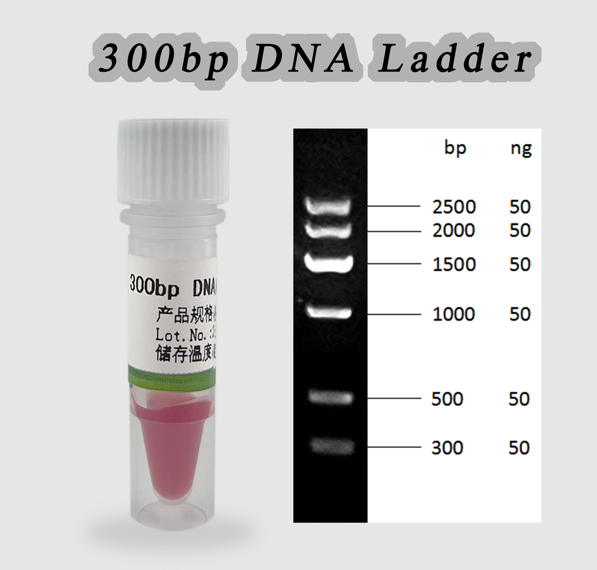 300bp DNA Ladder（300 bp至2500 bp）,由6种长度在300 bp至2500 bp的DNA片段组成，溶解于1× ...