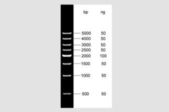 500bp DNA Ladder,由8种长度在500 bp至5,000 bp的DNA片段组成，溶解于1×Loading Buffer中，使用时 ...