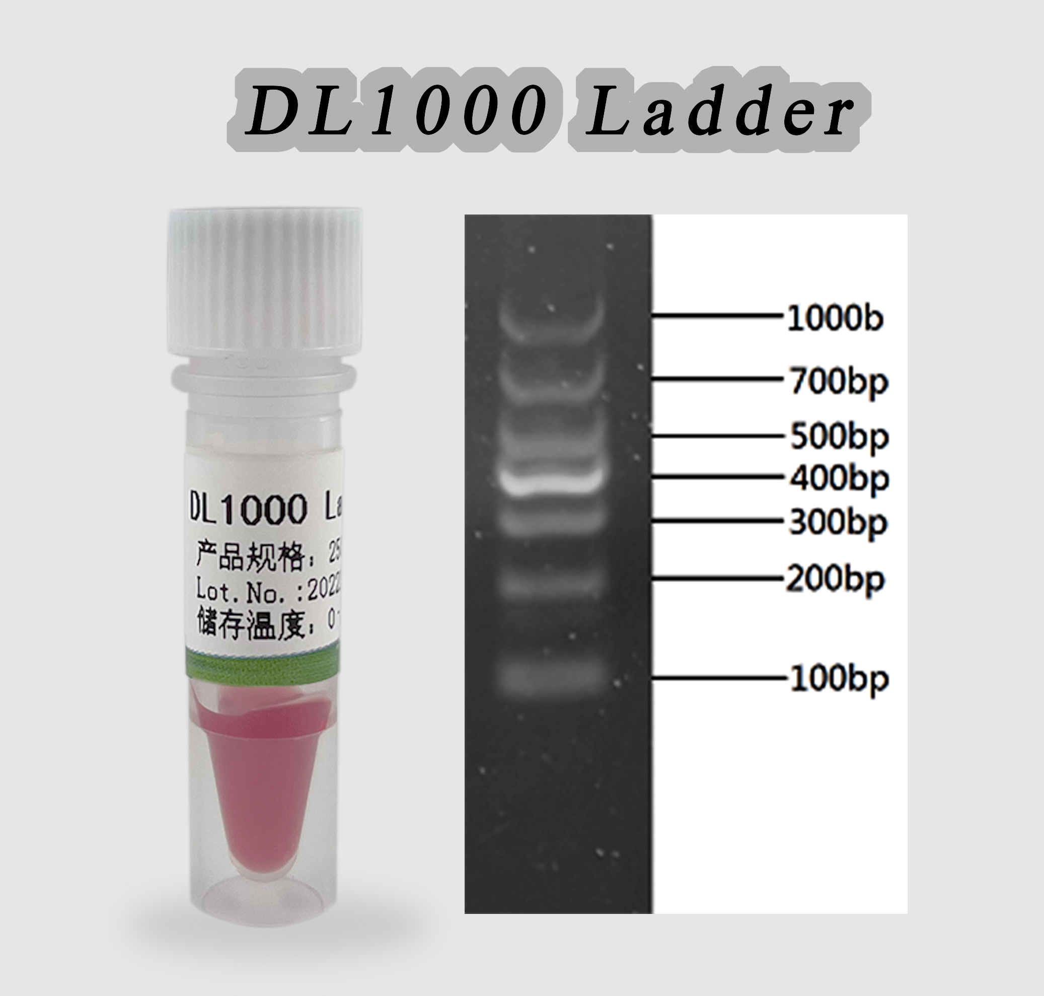 产品与服务,杭州新景生物试剂开发有限公司,核酸纯化专家,Simgen