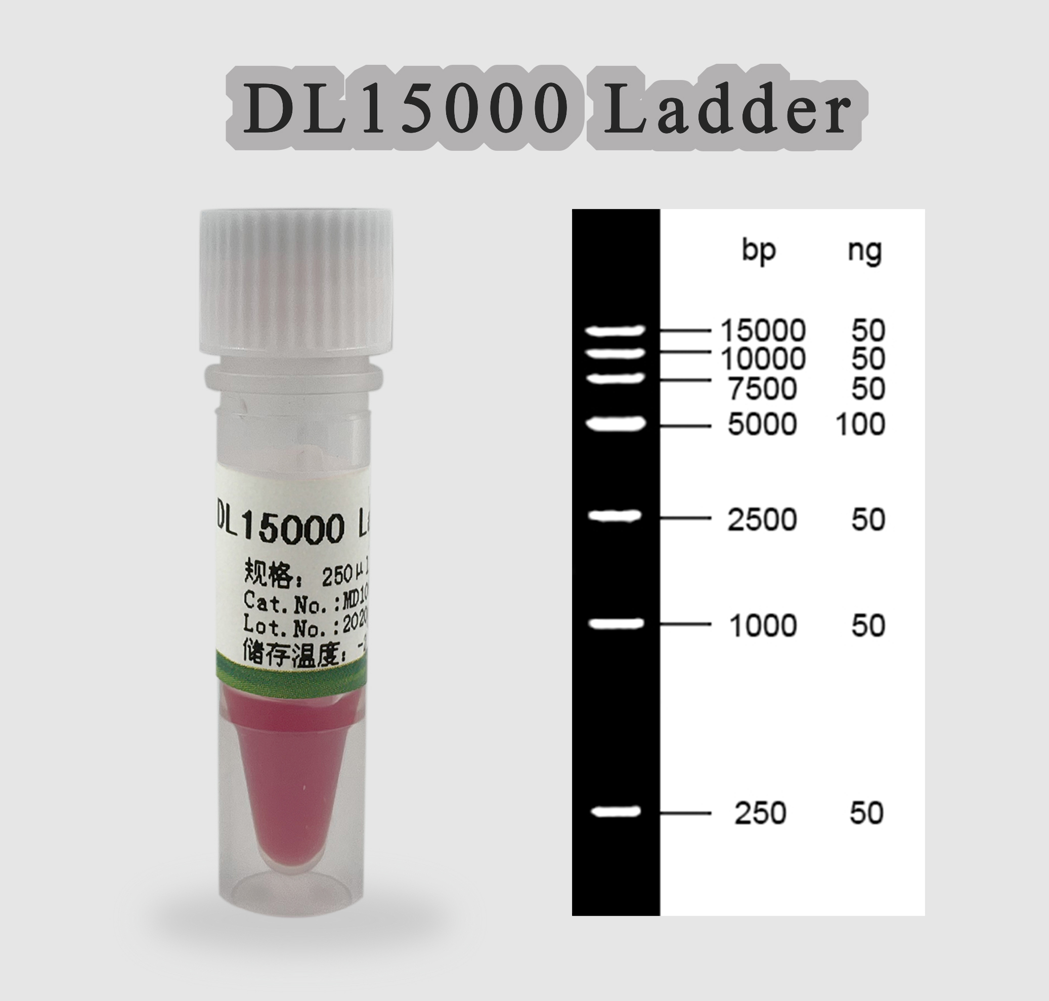 容易被误读的电泳图（核酸电泳经验之谈1）杭州新景生物试剂开发有限公司,核酸纯化专家,Simgen