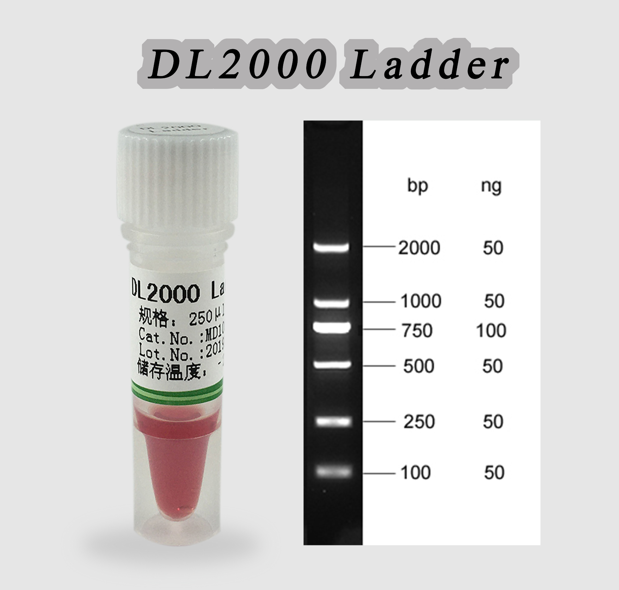 DL2000 Ladder（100 bp至2,000 bp）,由6种长度在100 bp至2,000 bp的DNA片段组成，溶解于1× ...