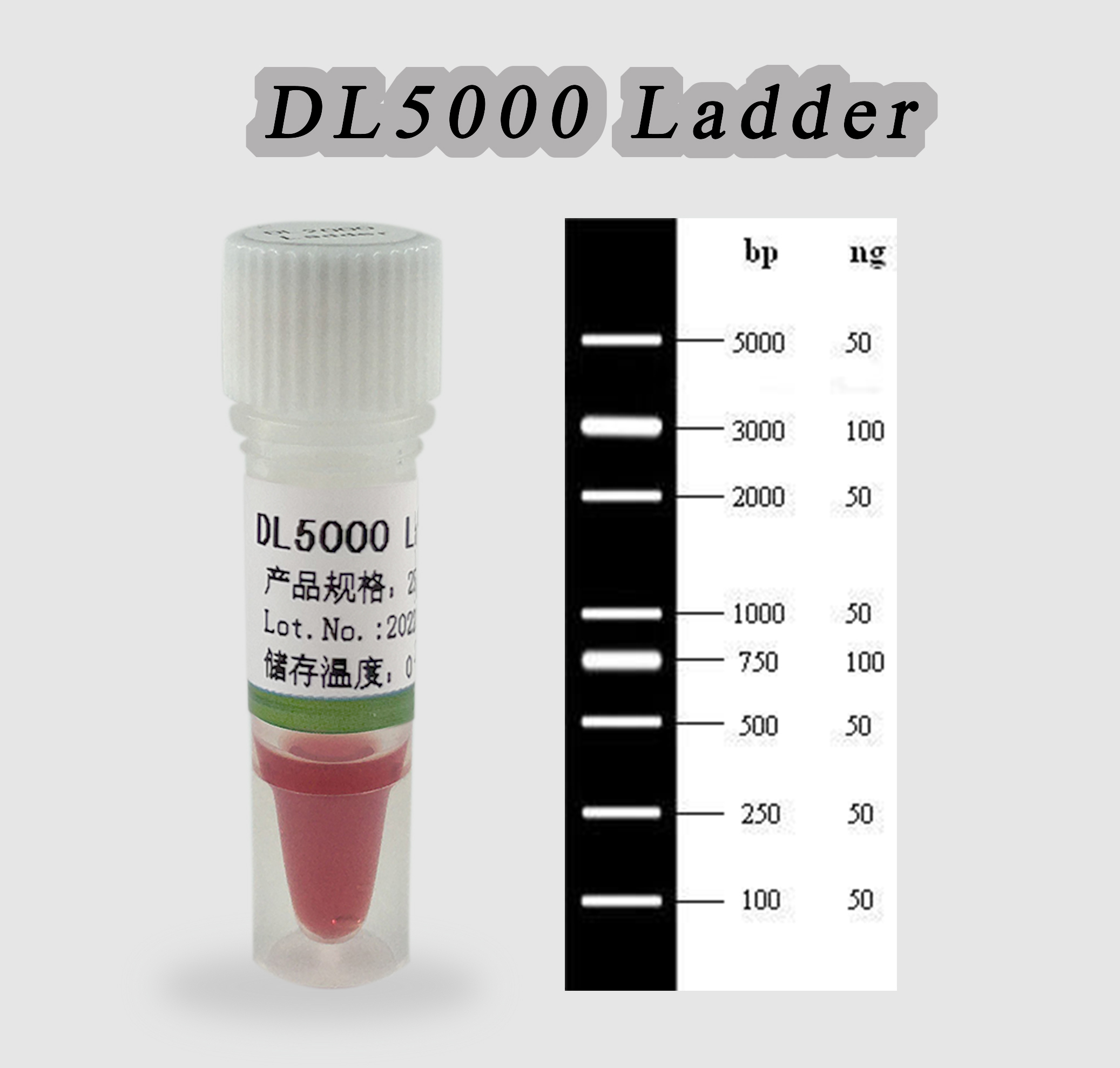 DL5000 Ladder（100 bp至 5,000 bp）,DL 5000 Ladder DNA Marker 由8种长度在100 bp至 ...