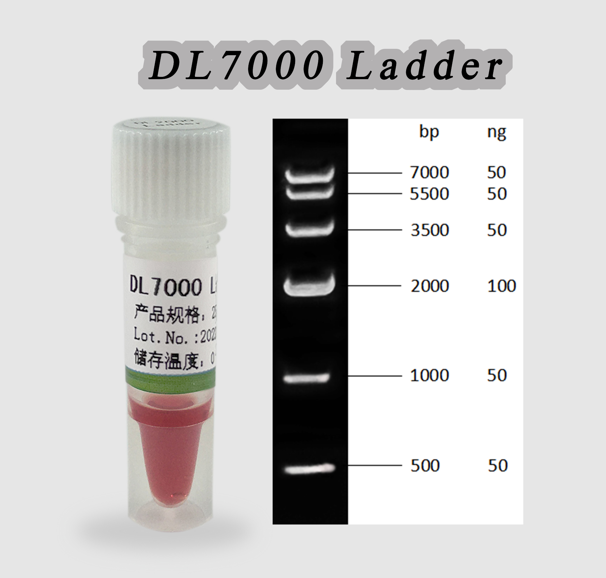 DL7000 Ladder（500 bp至7,000 bp）,DL7000 Ladder由7种长度在500 bp至7,000 bp的DNA片段 ...