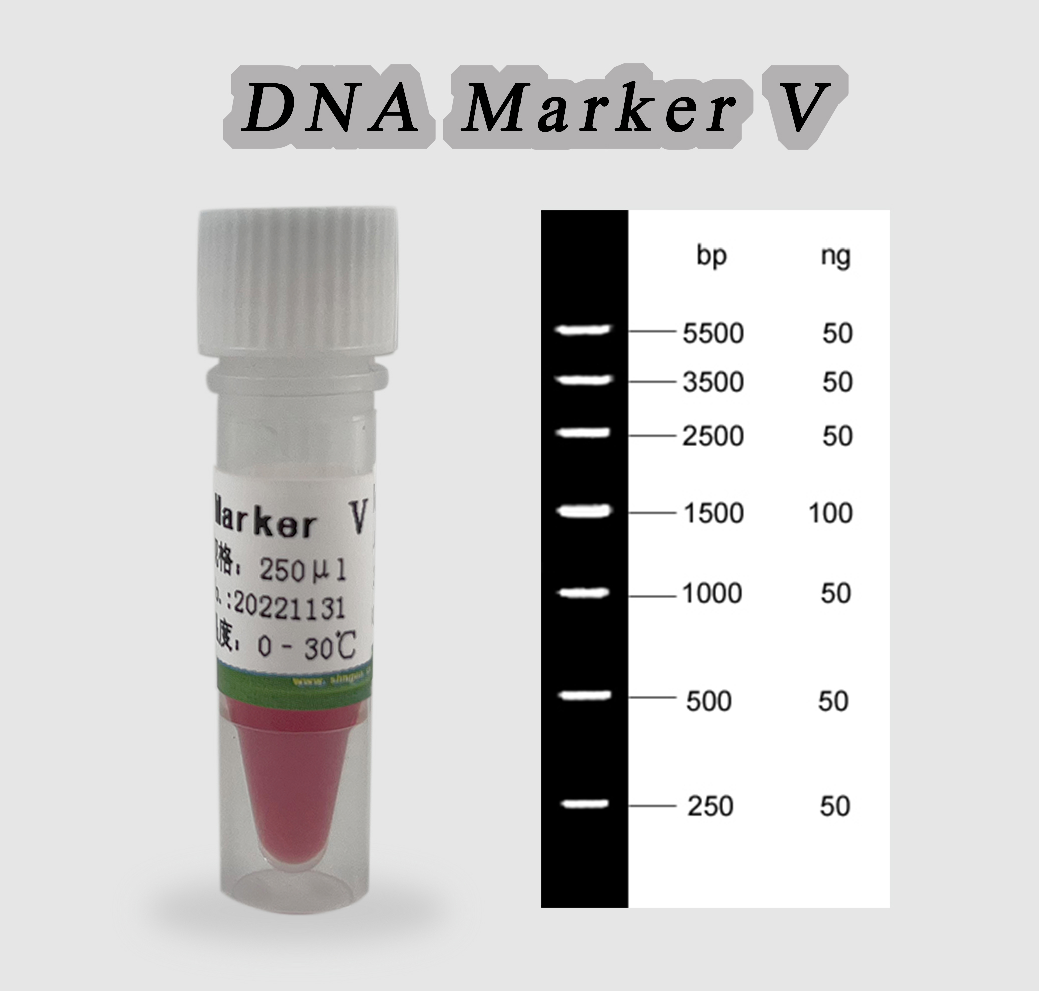 容易被误读的电泳图（核酸电泳经验之谈1）杭州新景生物试剂开发有限公司,核酸纯化专家,Simgen