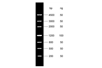 由7种长度在200 bp至4,500 bp的DNA片段组成，溶解于1×Loading Buffer中，使用时可取5-10 μl直接电泳，使用非常方便。