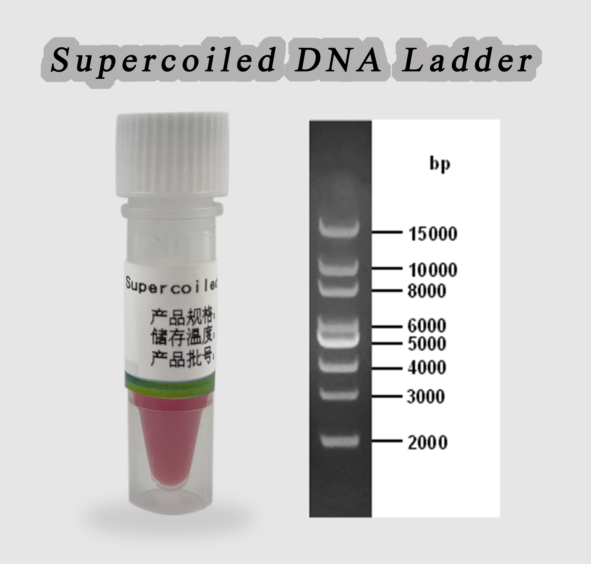 Supercoiled DNA Ladder（2,000 bp至15,000 bp）,Supercoiled DNA Ladder 由8种长度 ...
